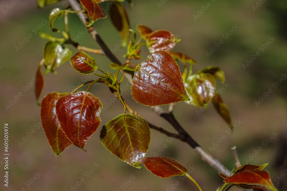 Spring and new life concept for natural design. Branch with young brown ...