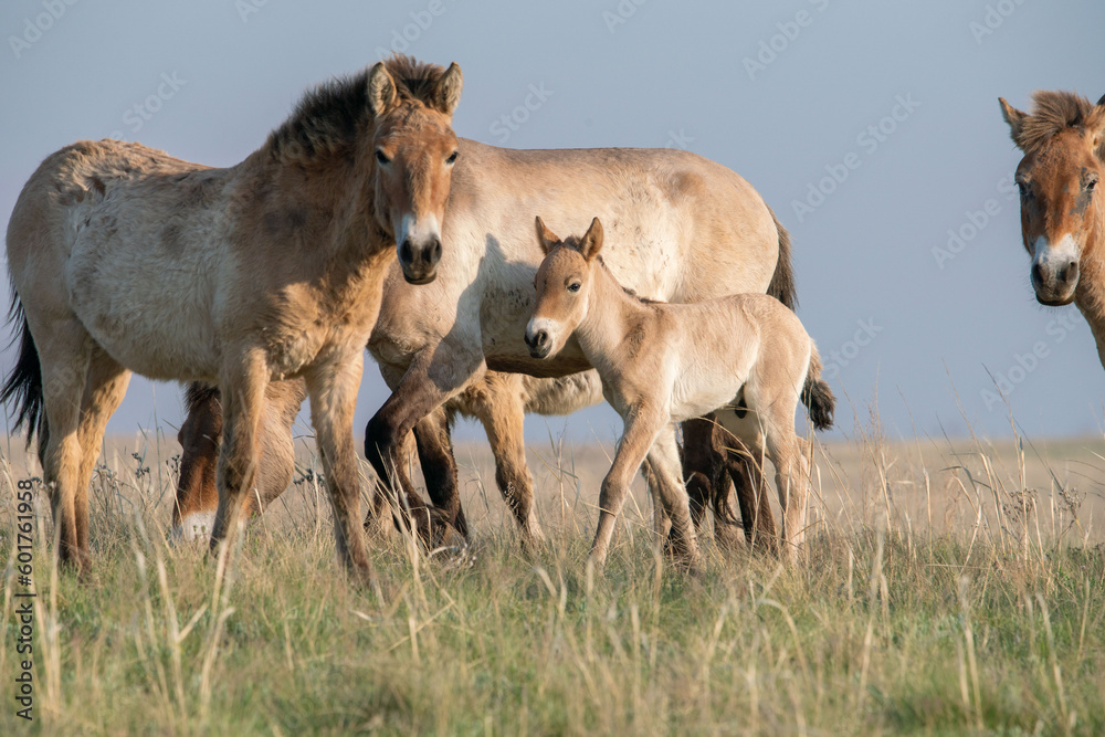 Przewalski's horses (Mongolian wild horses). A rare and endangered ...