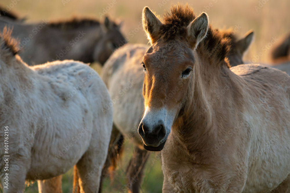 Przewalski's horses (Mongolian wild horses). A rare and endangered ...