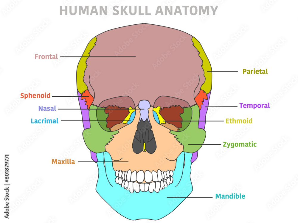 Image vectorielle Stock Skull bones diagram, front. Cranium colorful ...