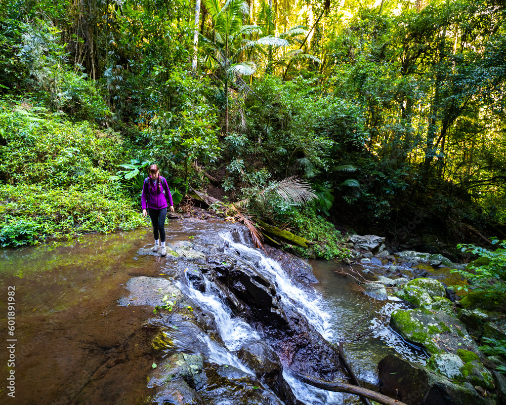 hiker girl crossing the river with little waterfall in lamington ...