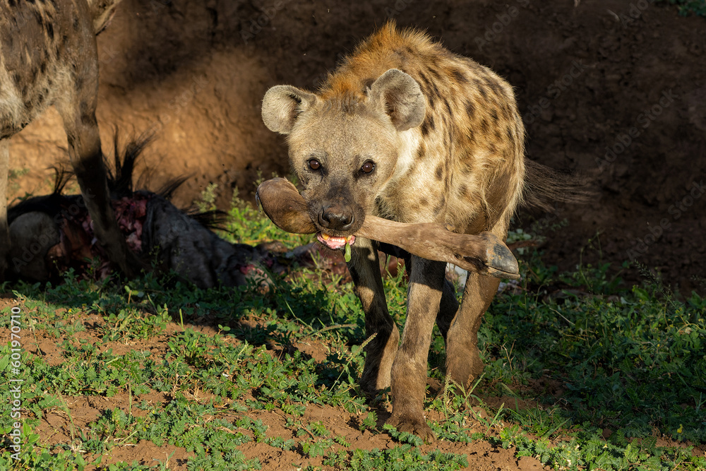 Spotted Hyena (Crocuta crocuta) eating from the carcass of a wildebeest ...