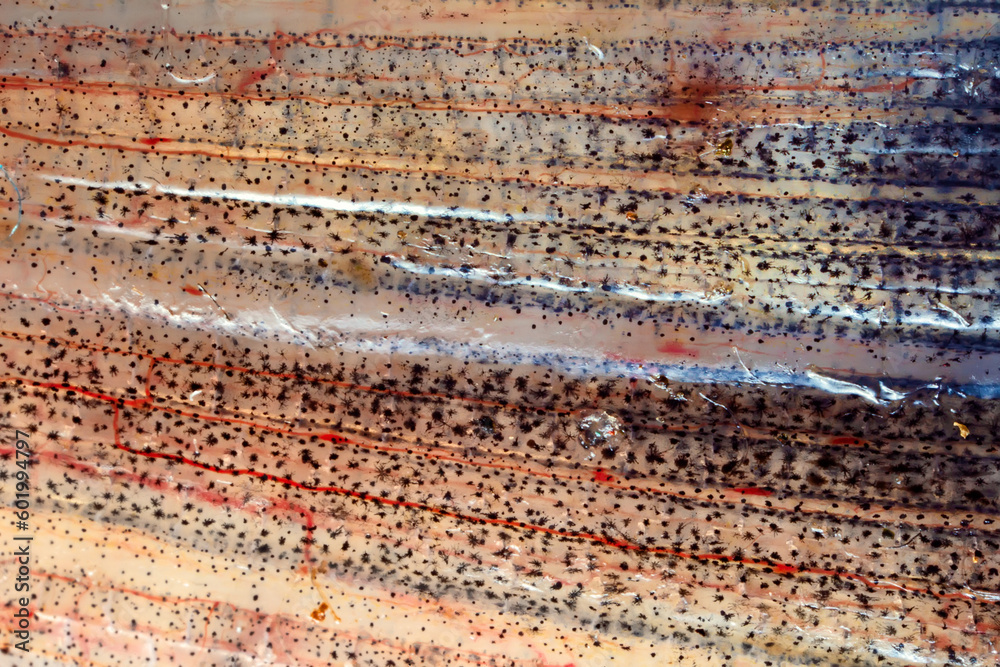 Structure of Silver bream (Blicca bjoerkna) fin (dorsal). Notice ...