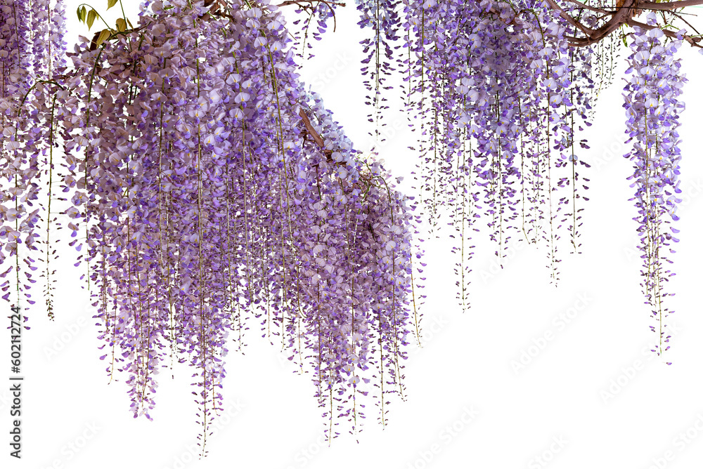 Wisteria flowering branch isolated Stock Photo | Adobe Stock