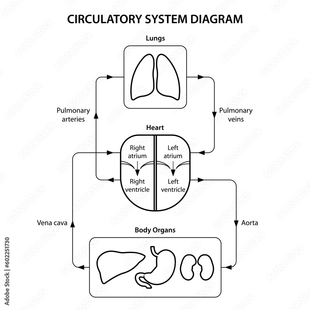 Circulatory system diagram labeled. Black and white illustration. Stock ...