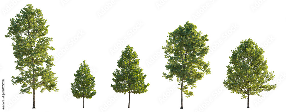 Sycamore platanus trees isolated png on a transparent background ...
