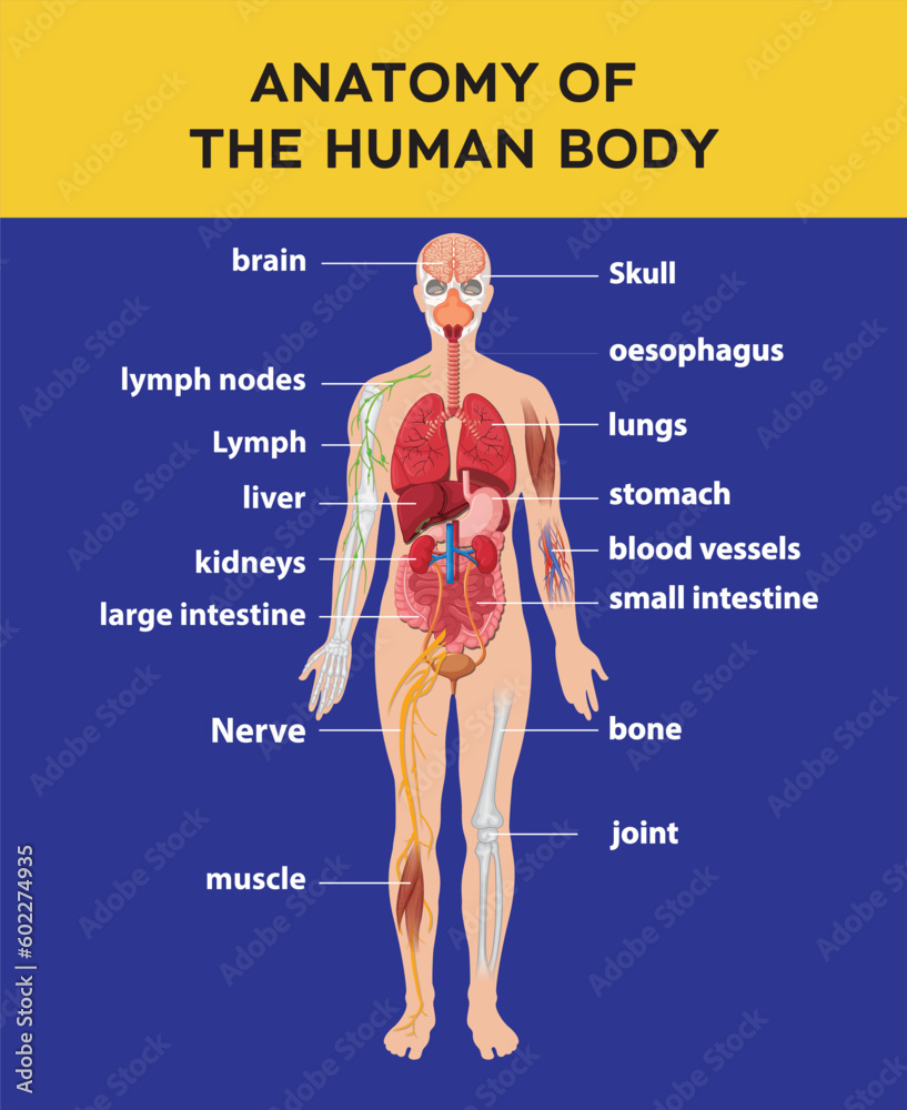 Anatomy of the human body parts Stock Vector | Adobe Stock
