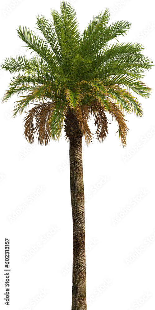 Side view of palm tree Stock Photo | Adobe Stock
