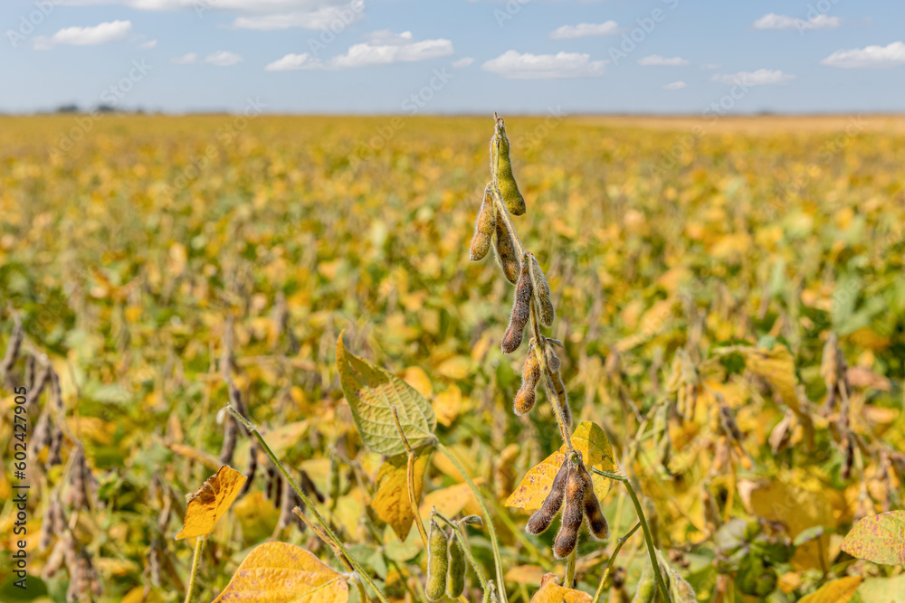 Soybean field with leaves turning colors in autumn. Farming landscape ...