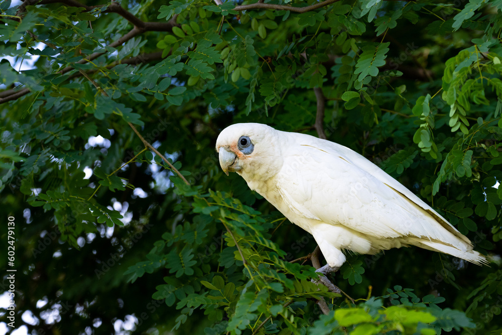 australian parrot little corella (bare-eyed cockatoo) eats seeds from ...