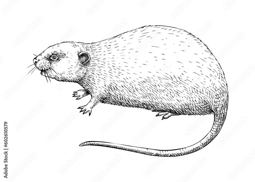 Vole vector sketch. Hand drawn wildlife illustration in engraved style ...