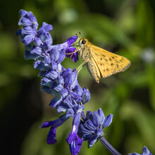 Horace's Duskywing Skipper Close-up Free Stock Photo - Public Domain ...