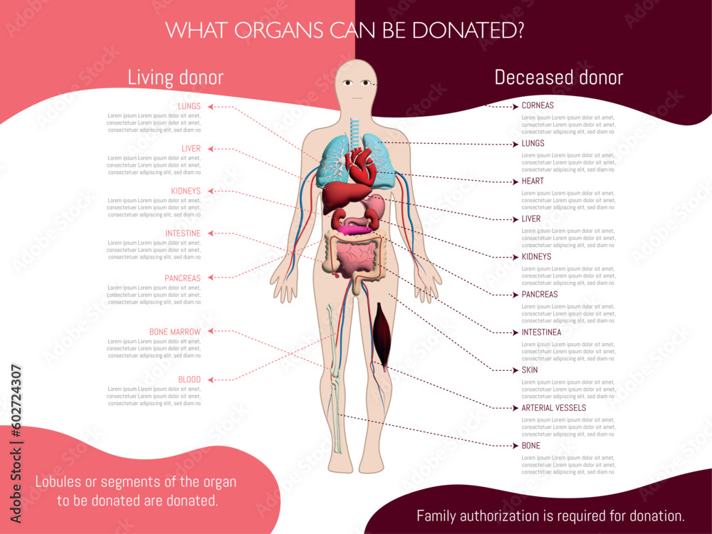 Infographic about which organs can be donated depending on whether you ...