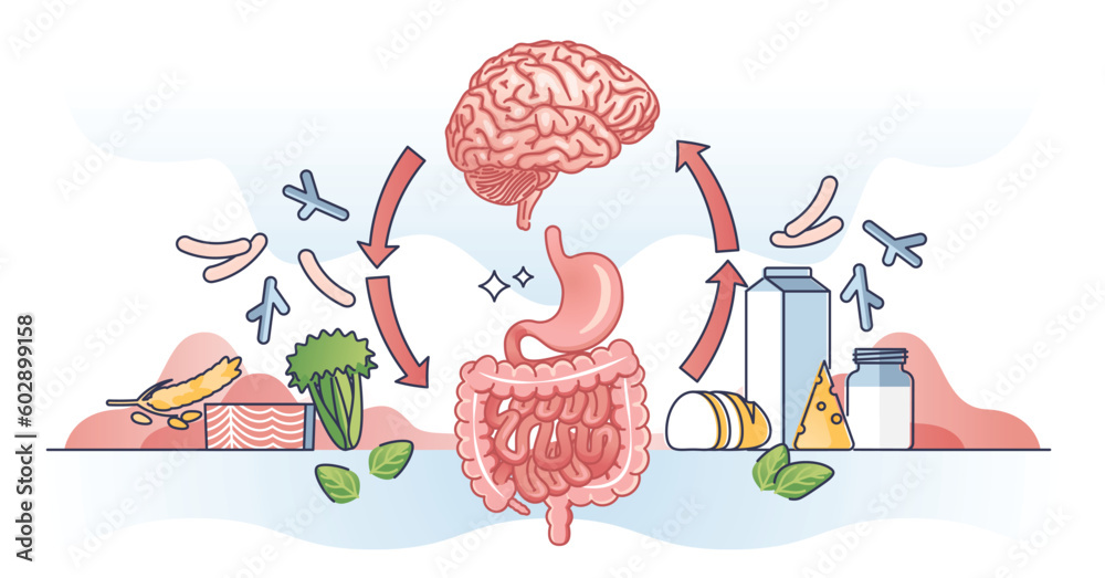 Vector de Stock Gut brain axis and interaction with colon and brain ...