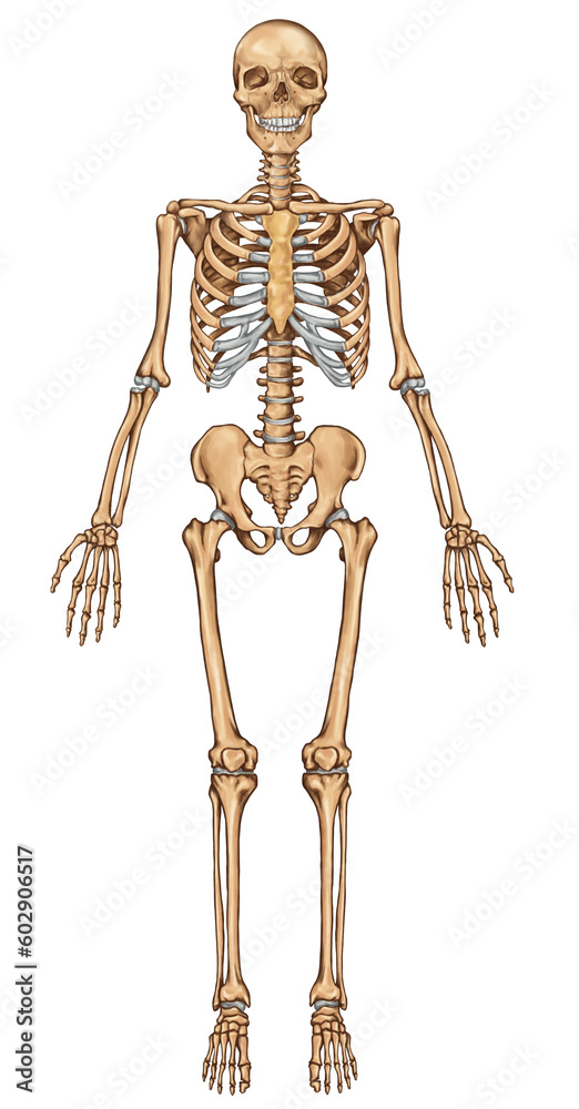 Human skeleton, anterior view. Anatomy of human skeletal system Stock ...