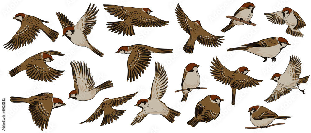 vector drawing birds, house sparrows, hand drawn songbird, isolated ...