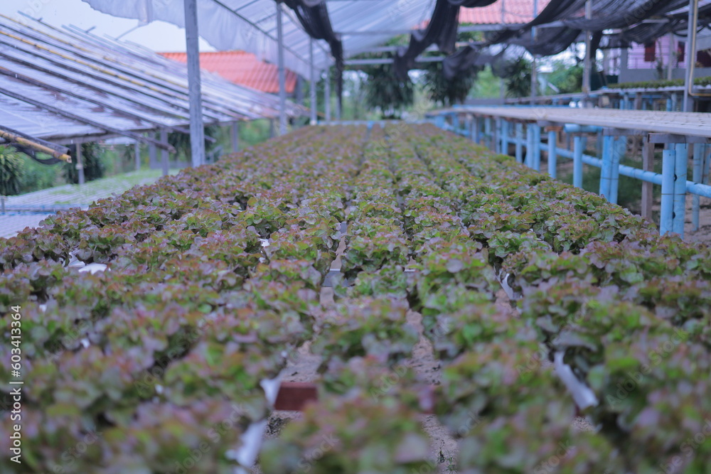 Organic hydroponics farm Growing plants using nutrient solution in ...