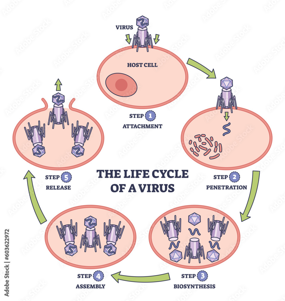 Life cycle of virus infection with development process stages outline ...