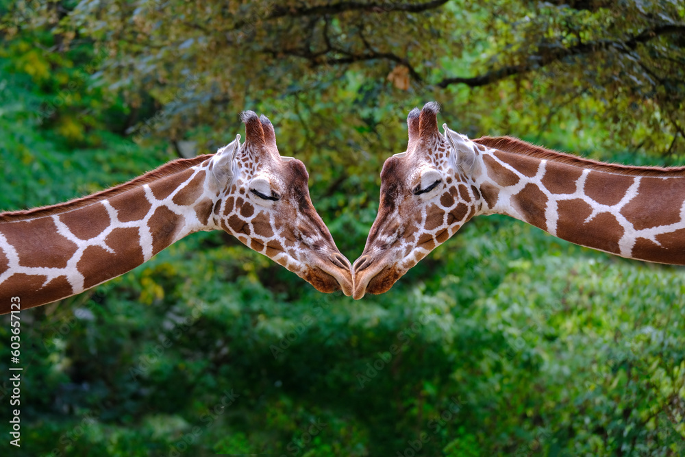 two giraffes with long neck, Giraffa camelopardalis, brown spots on ...