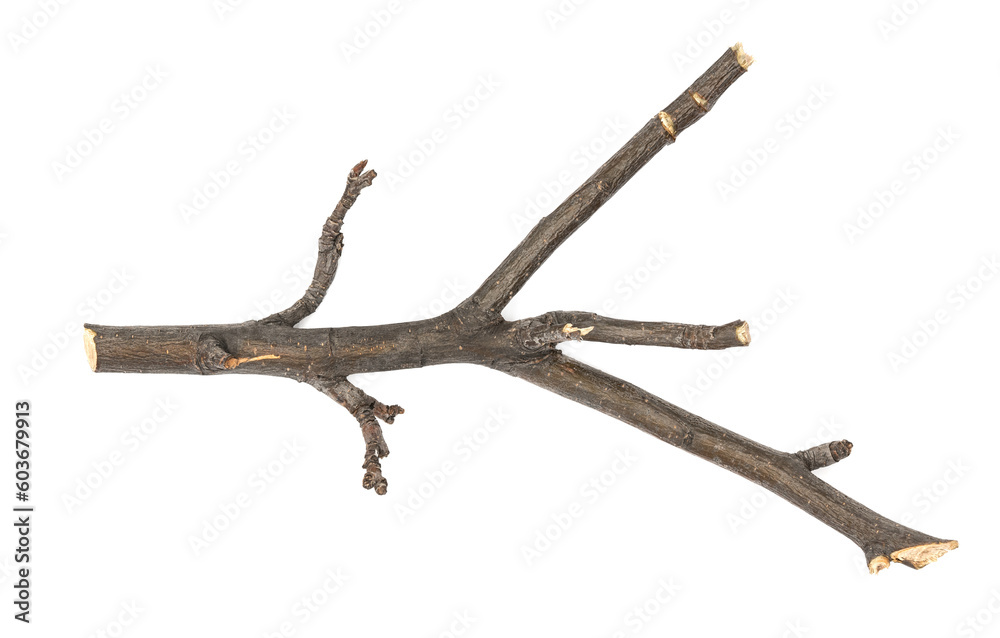 Dry tree twig and branch with knots isolated white background. Dry ...