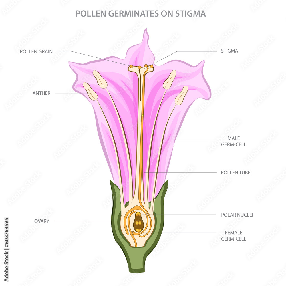 Illustration of pollen germination on stigma in a thornapple flower ...