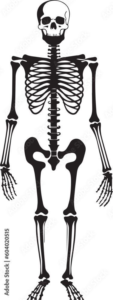 Human skeleton vector illustration, SVG Stock Vector | Adobe Stock