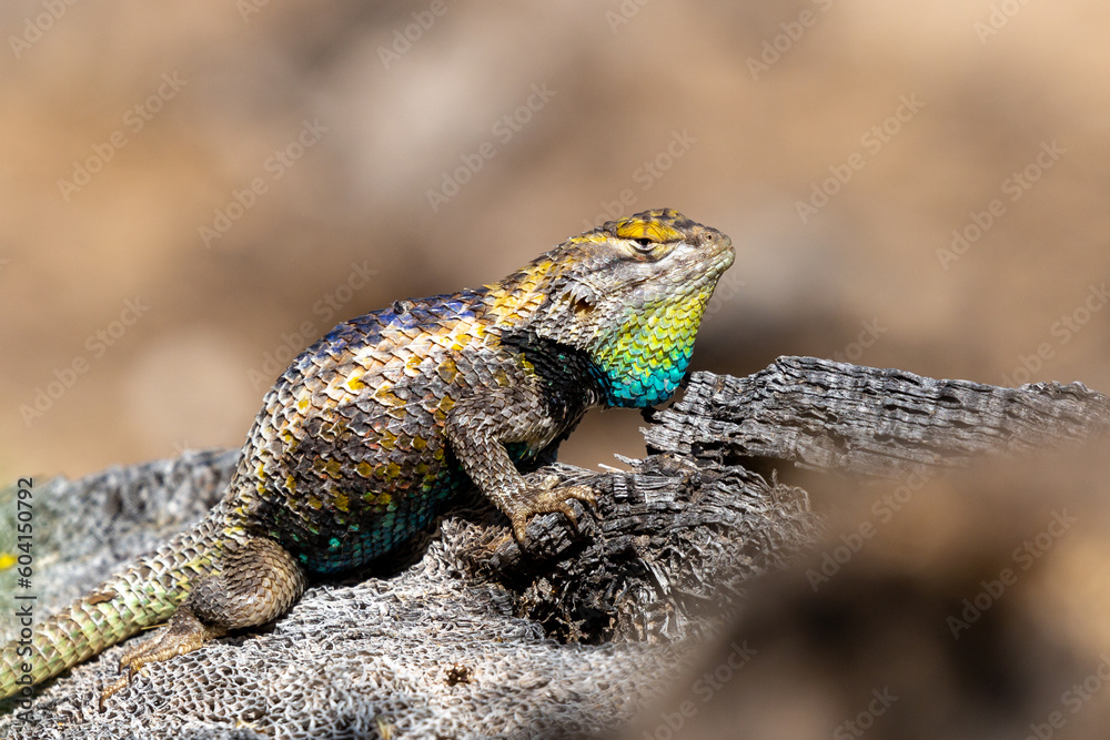 An adult male desert spiny lizard, Sceloporus magister, displaying ...