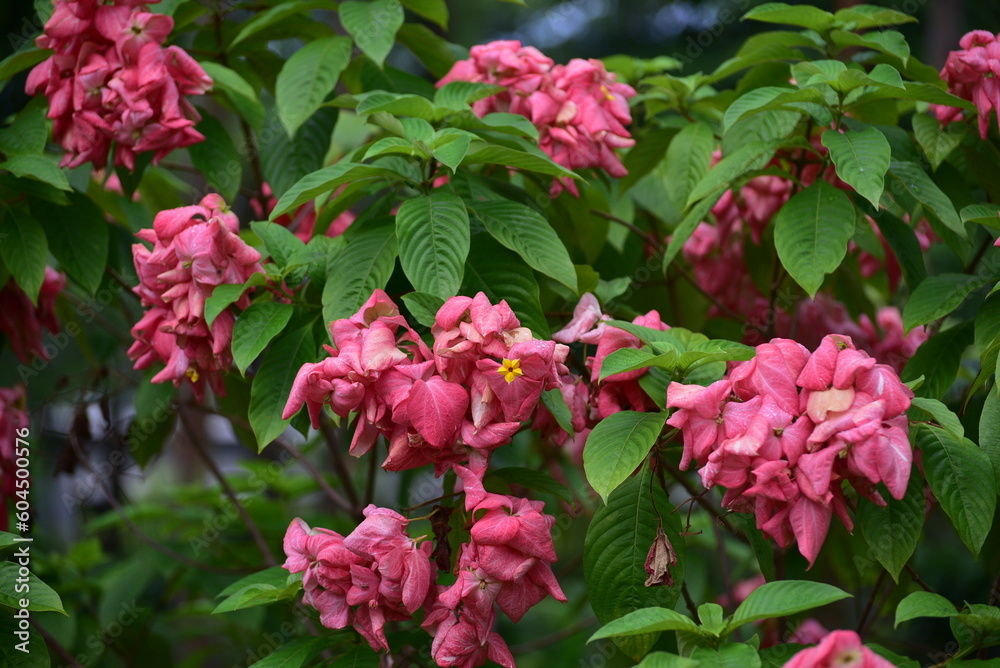 Flower of Mussaenda erythrophylla, commonly known as Ashanti blood, red ...