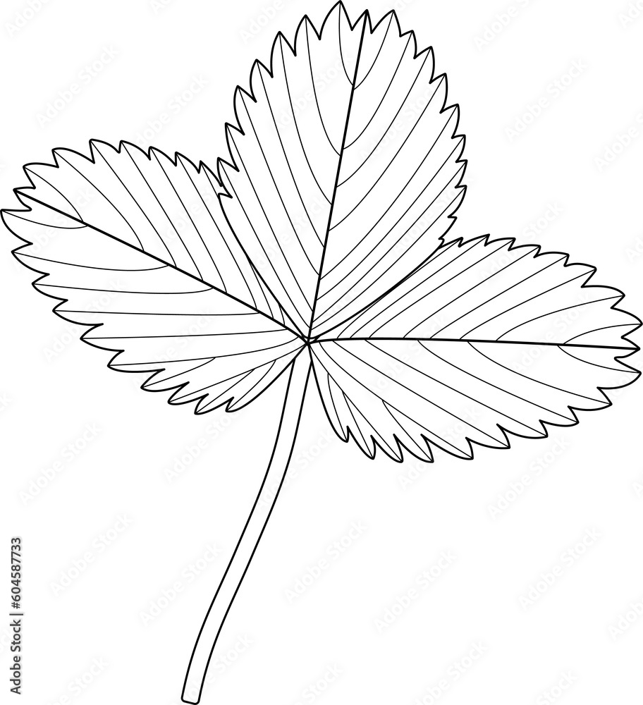 Strawberry leaf, an example of a compound leaf. Trifoliate. Black and ...
