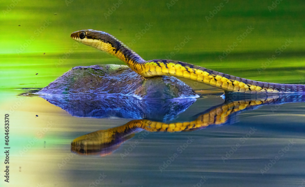 n the realm of serpentine enchantment, the Dendrelaphis Tristis reigns ...