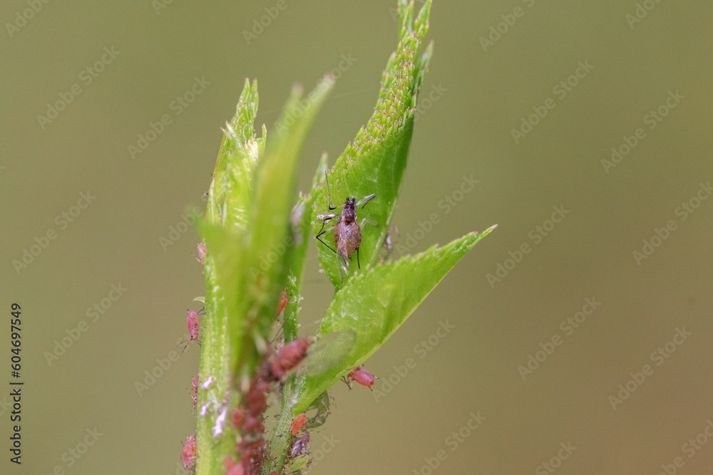 Infestation of Aphids, a lot of aphids and bugs all on a rose branch ...