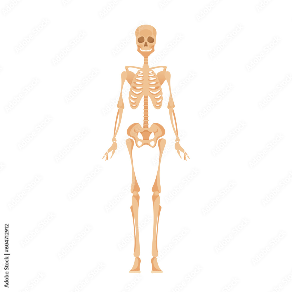 Skeletal System of Adult Human Body. Framework Of Bones Providing ...