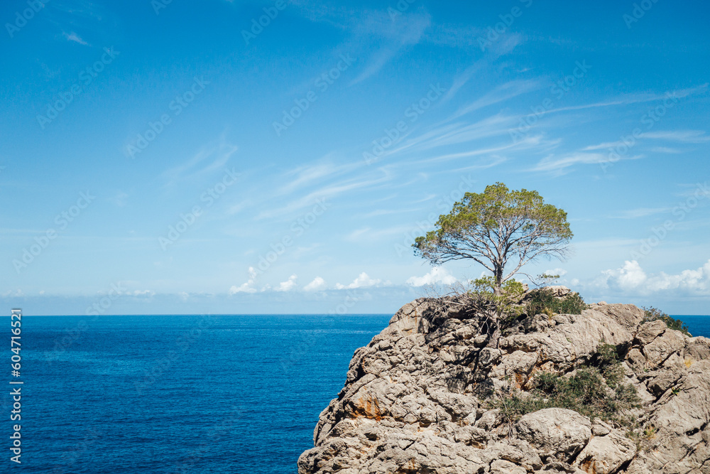 Stock-Foto „un arbre perché sur un rocher au bord de la mer ...