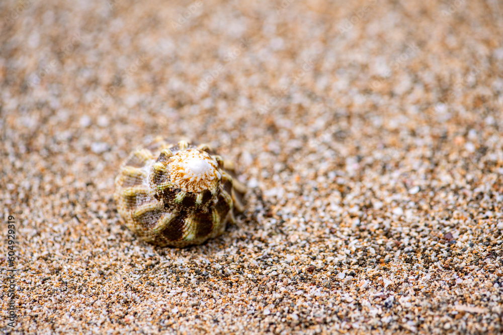 Brown beige reef snail shell lying on a sandy beach of Martiniqe island ...