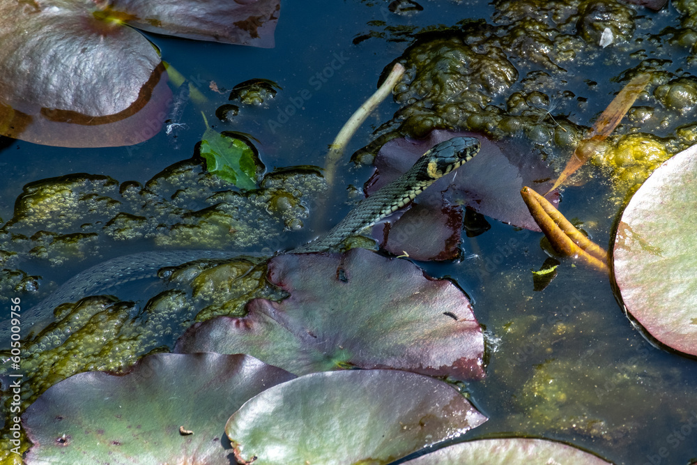 Foto Grass Snake in the water . Natrix natrix . Ringelnatter im Wasser ...