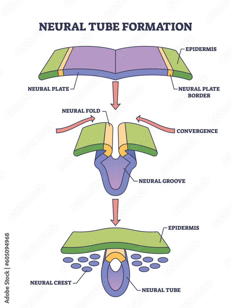 Neural tube formation as embryo medical development stage outline ...