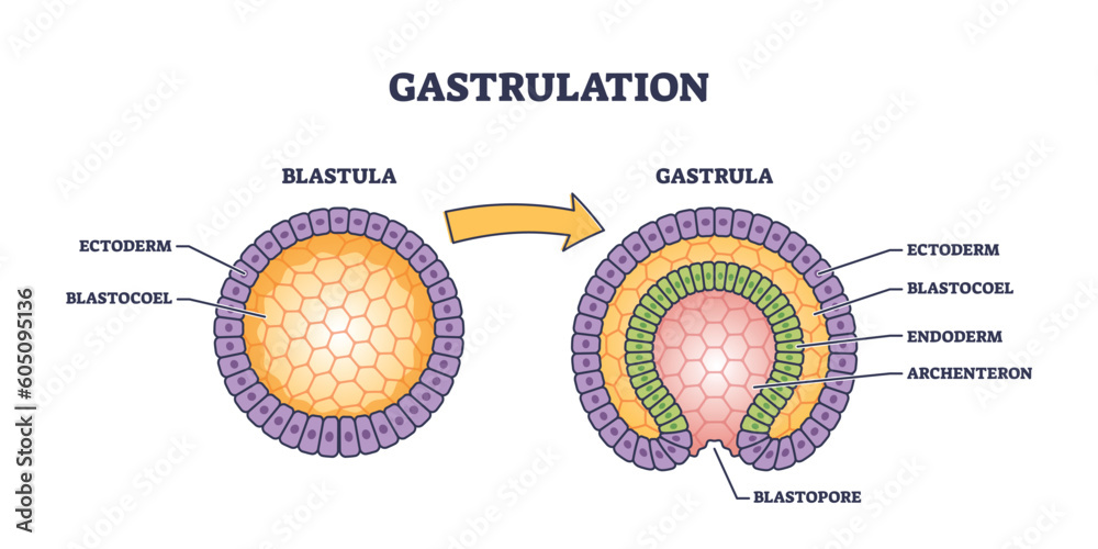 Gastrulation as early developmental process for embryo transformation ...