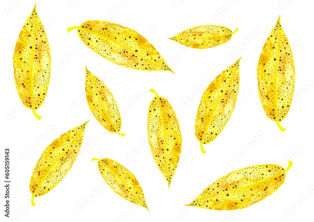 Pattern of yellow leaves of different sizes on a white background ...