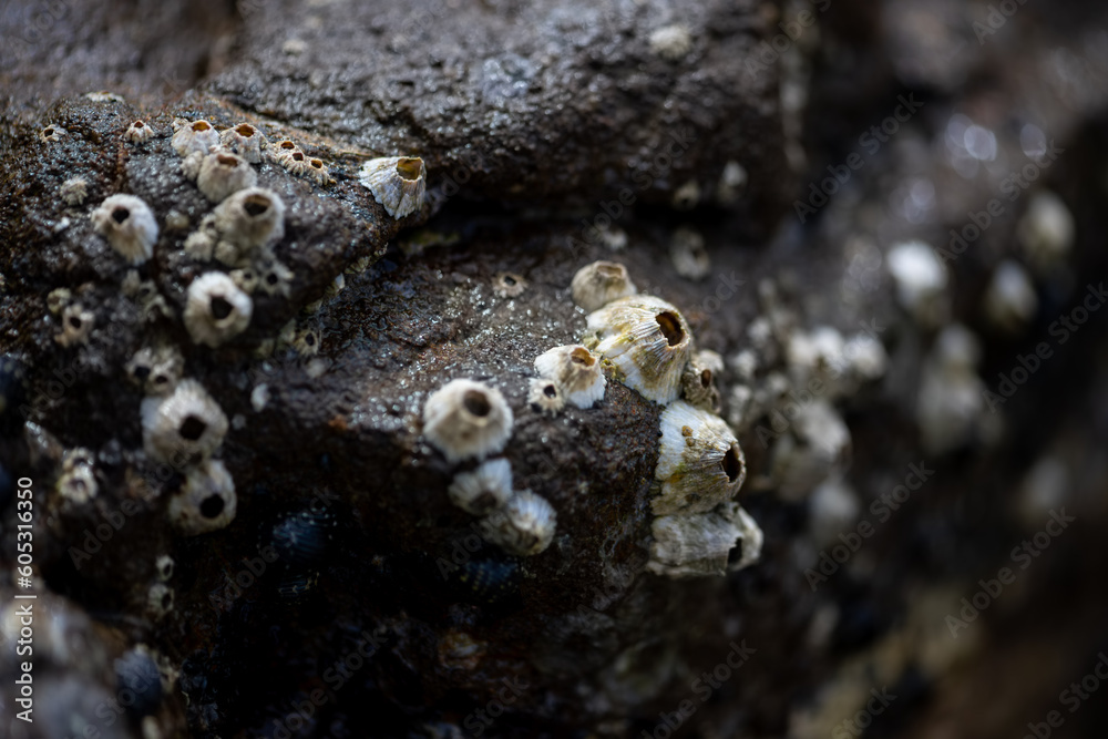 White barnacle shells attached on a black rock on the shore of ...