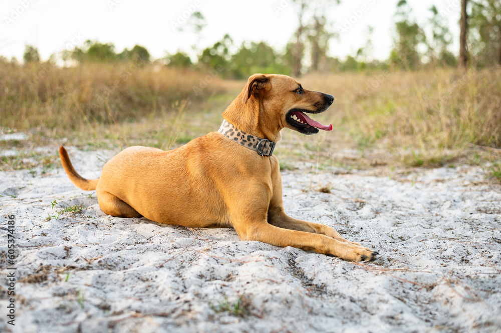 One brown adult mixed breed dog wearing a collar resting on the sand ...