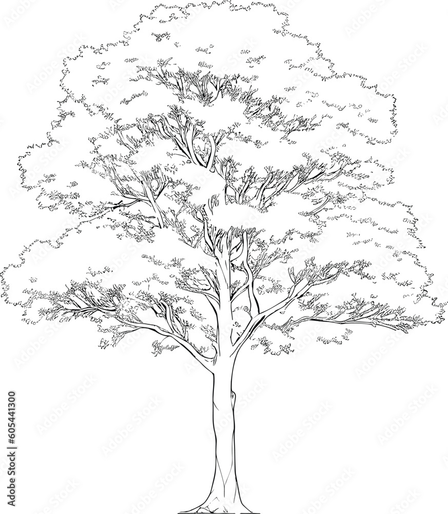 Tree line drawing, Side view, set of graphics trees elements outline ...