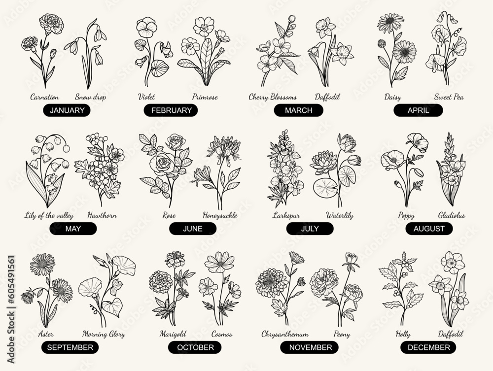 24 Birth Month Flowers Hand-drawn Line Art Illustration, Minimal Style ...