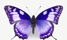 Hackberry Emperor Butterfly Free Stock Photo - Public Domain Pictures