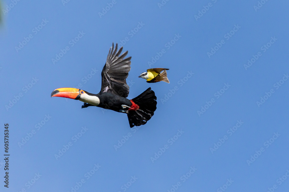A Toco Toucan also known as a Toco Toucan being attacked by a Great ...