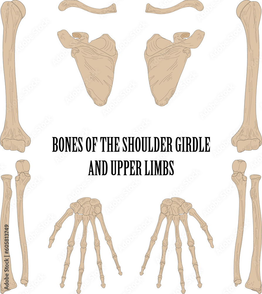 Bones of the shoulder girdle and upper limbs. Stock Illustration ...