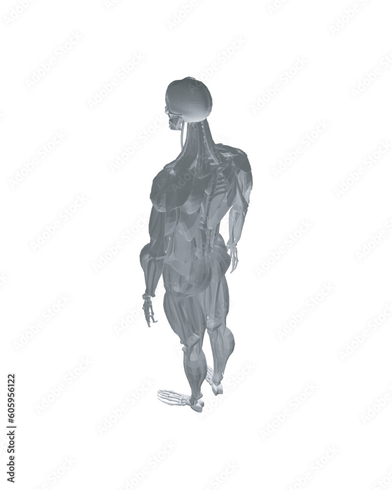 Stock-Vektorgrafik „Human anatomy. Male body muscular system model ...
