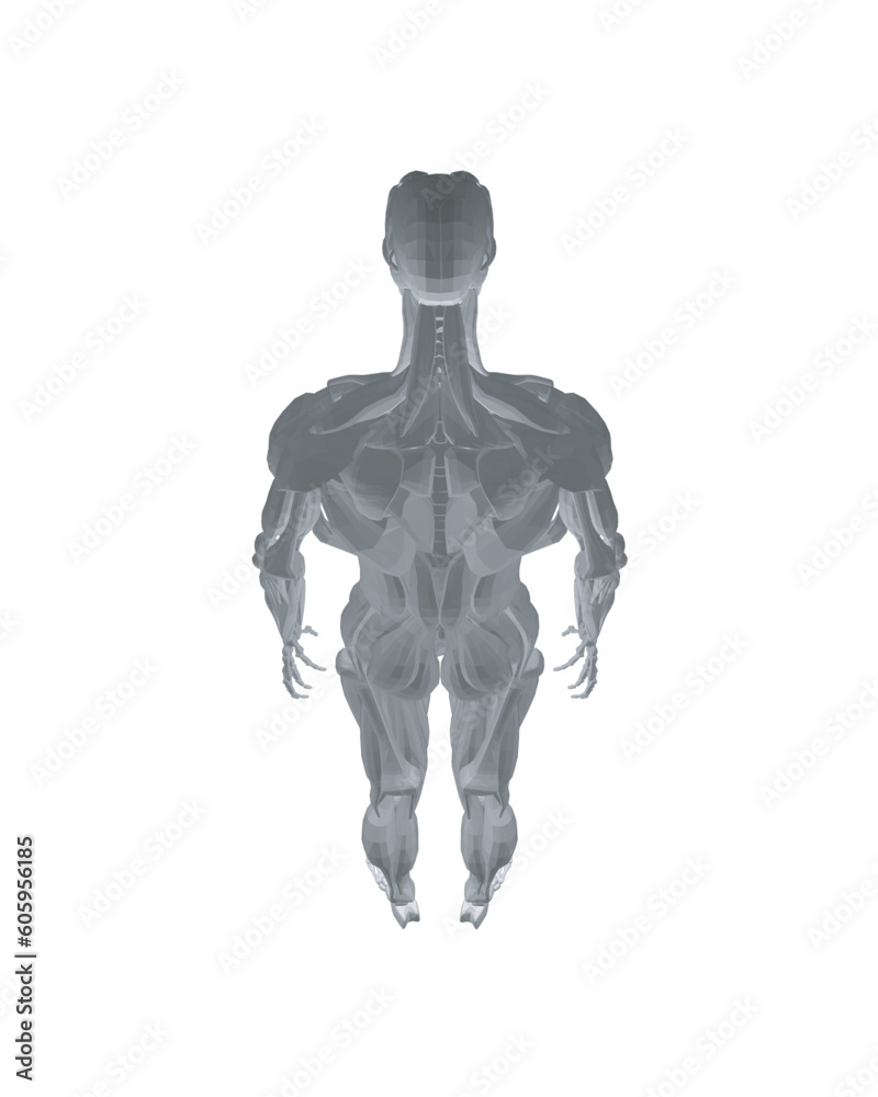 Human anatomy. Male body muscular system model. Anatomy of male ...
