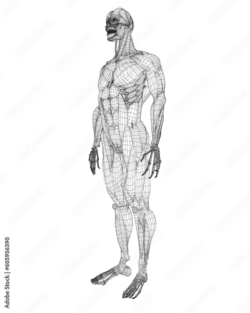 Vector de Stock Human body anatomy male man wireframe , muscular system ...