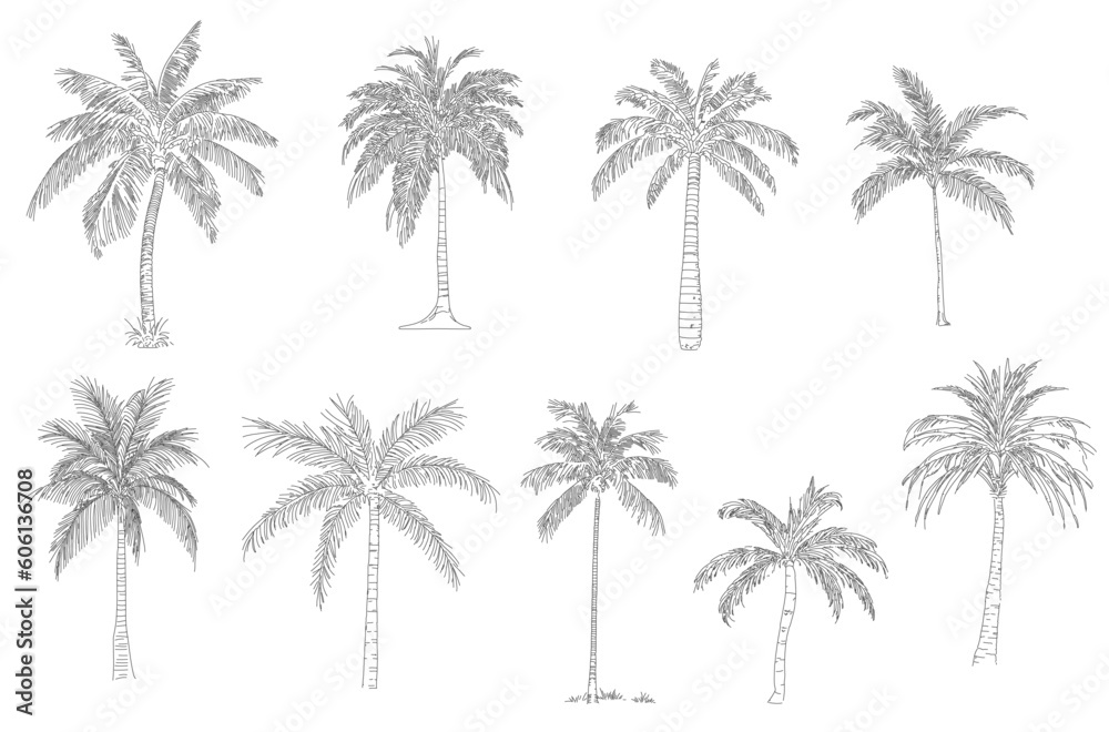 Coconut tree, plam plant. Minimal style cad tree line drawing, Side ...
