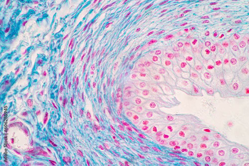Stock-Foto „Showing Light micrograph of the Adrenal gland and Urinary ...